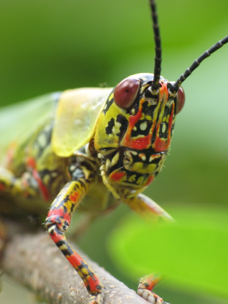 HIGH COUNTRY GARDENER: IN THE SPRING OF THE YEAR: GRASSHOPPERS